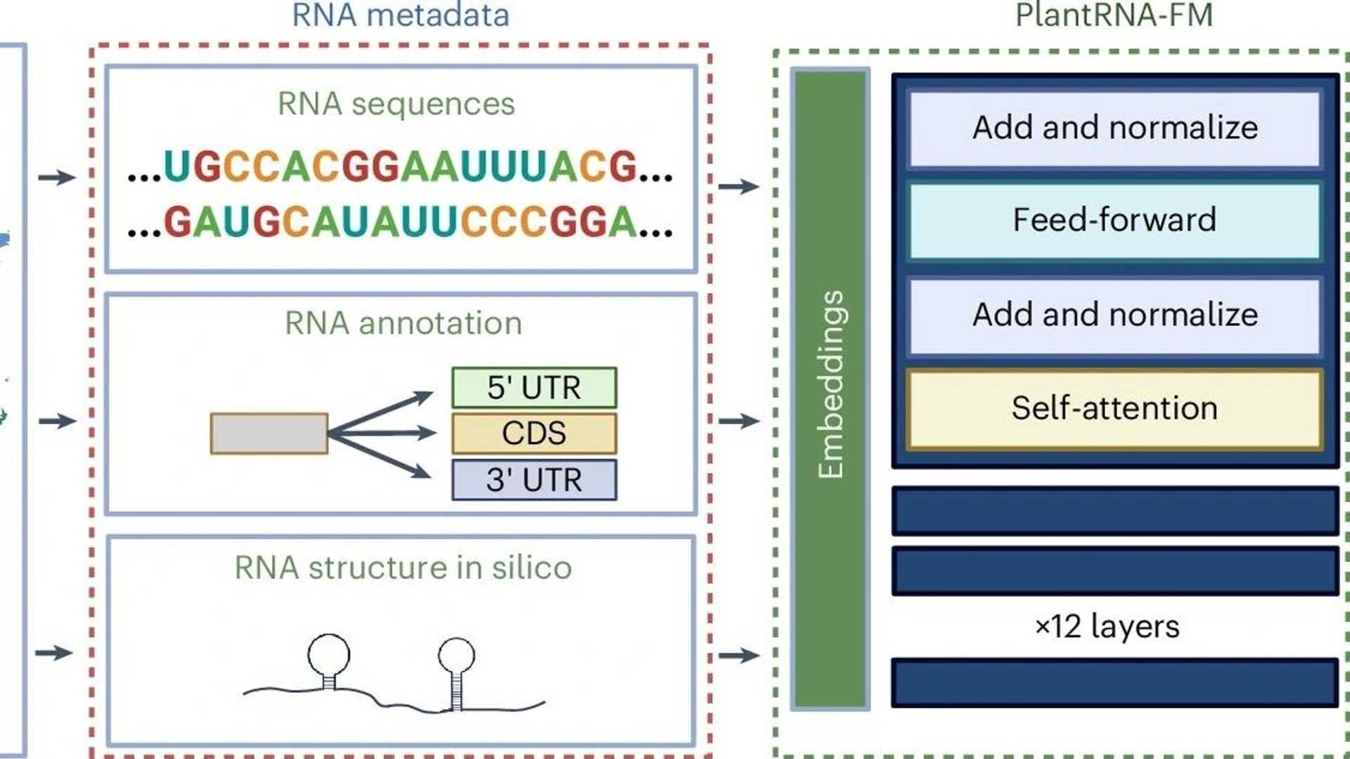 Unleashing PlantRNA-FM: AI's Breakthrough in Plant Biology - Fusion Chat