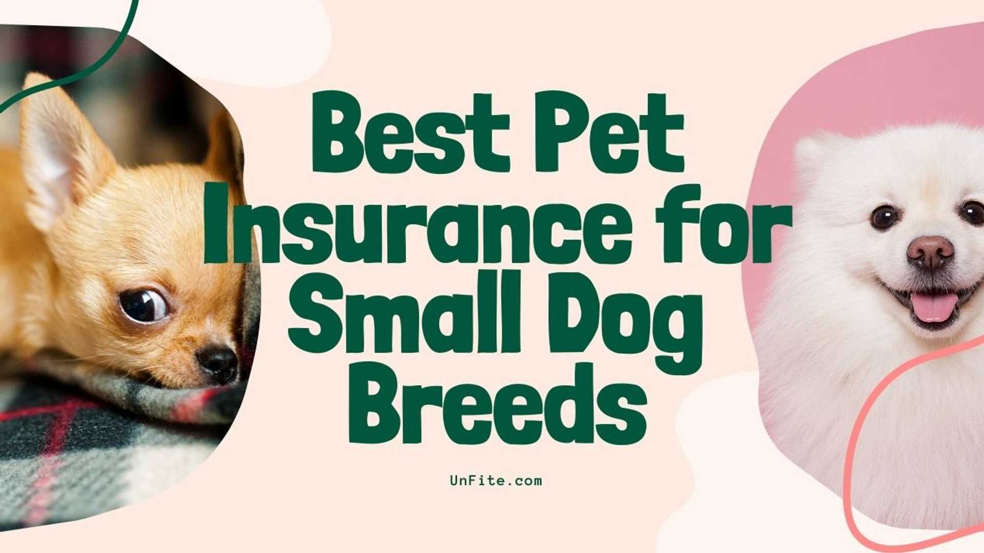 10 Must-Have Pet Insurance Plans for Urban Small Dog Breeds - Fusion Chat