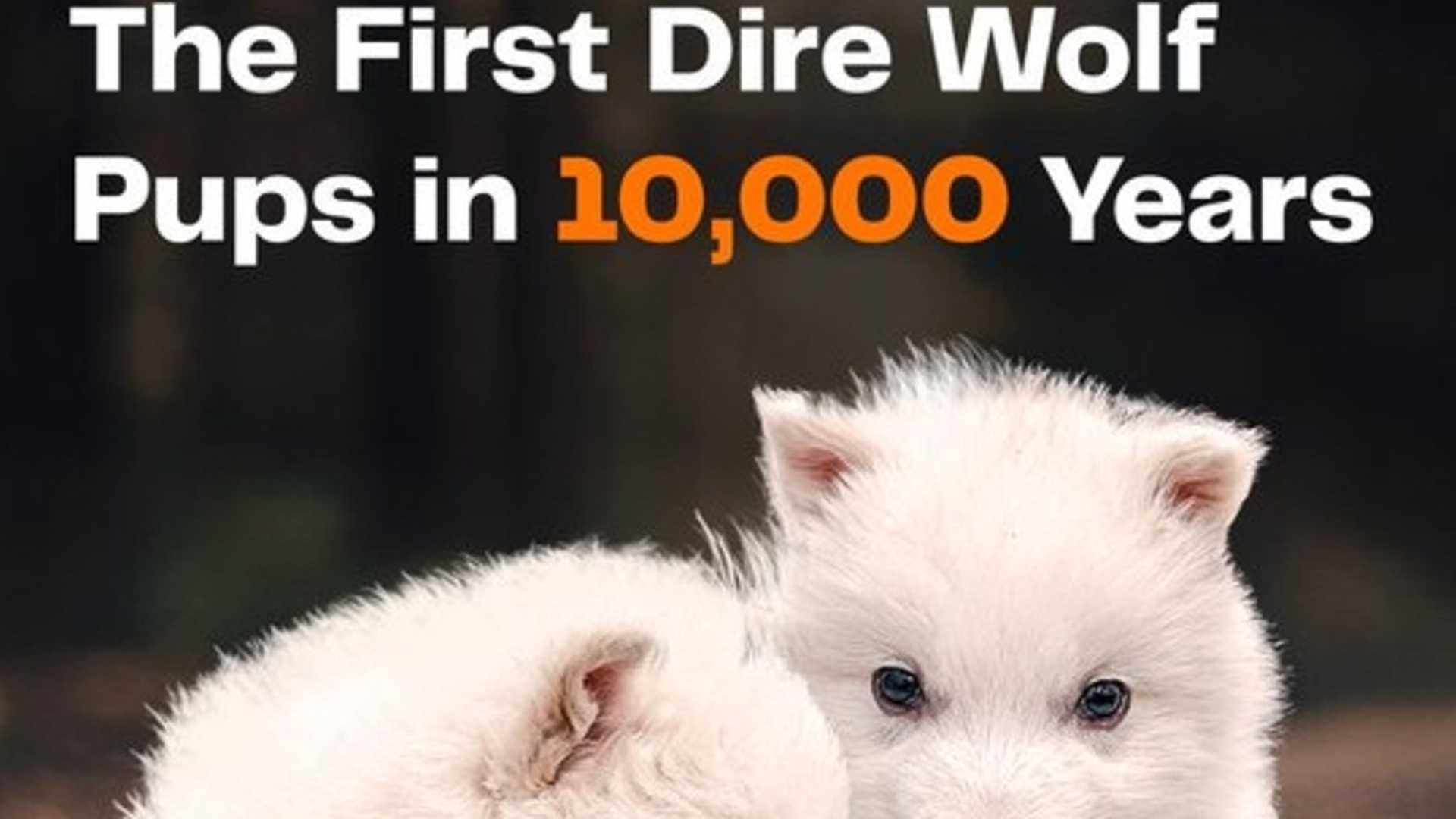 The Revival of Ancient Predators: Dire Wolf Resurrection - Fusion Chat