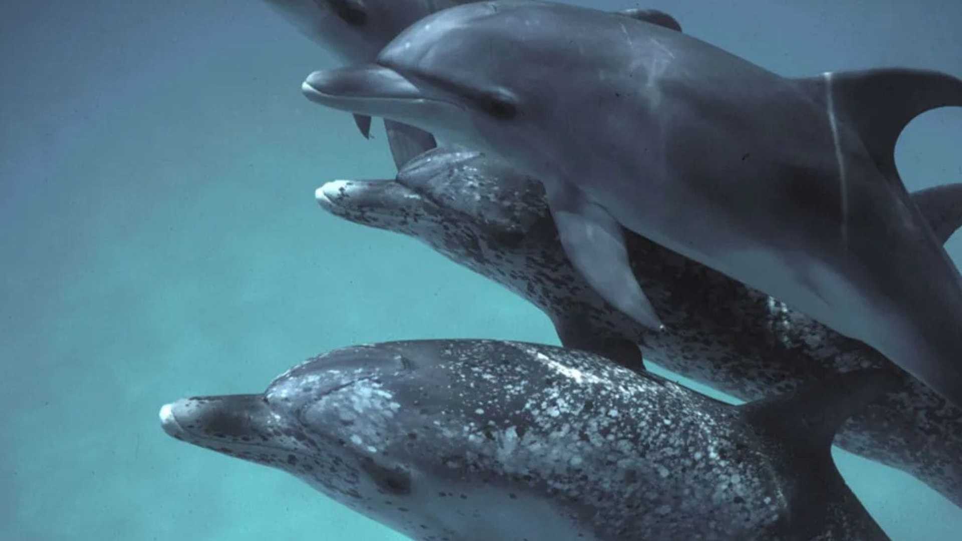 Swimming in Intelligence: Google DolphinGemma AI's Journey into Dolphin ...