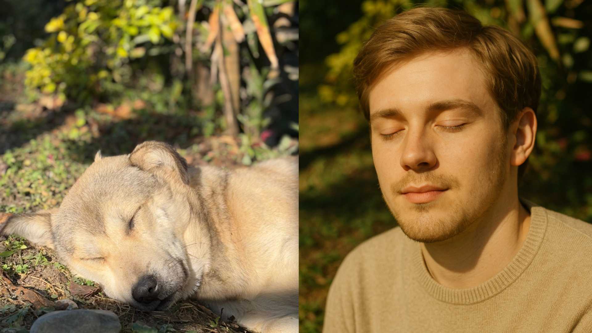 Unleashing Your Pet's Human Alter Ego with ChatGpt AI - Fusion Chat